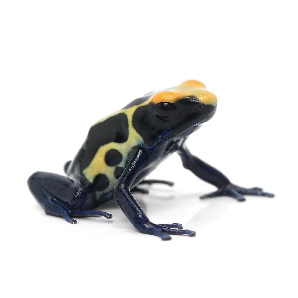 PF_SPQ　_hachu　sfset　Dendrobatidae　カエル　オタマ　両生　両爬生体　亀・爬虫類カエル　amp_Frog　amp_Land_Frog　terra_seitai　kokuubinn_ng　reptile_data...