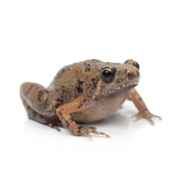 PF_SPQ　Mycrohilidae　カエル　オタマ　両生　両爬生体　amp_Frog　amp_Land_Frog　terra_seitai　kokuubinn_ng　reptile_databas　gb5osz　kmwr_rep_sei...