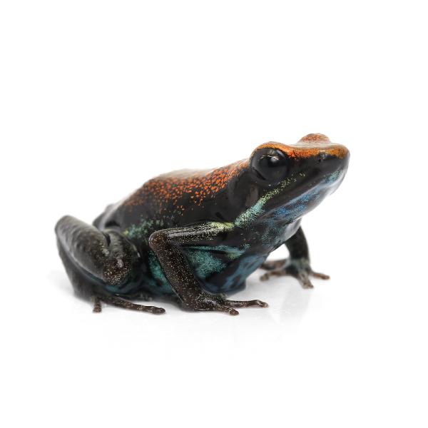 PF_SPQ　カエル　生体　_hachu　sfset　Dendrobatidae　オタマ　両生　両爬生体　亀・爬虫類カエル　amp_Frog　amp_Land_Frog　terra_seitai　kokuubinn_ng　reptile_d...