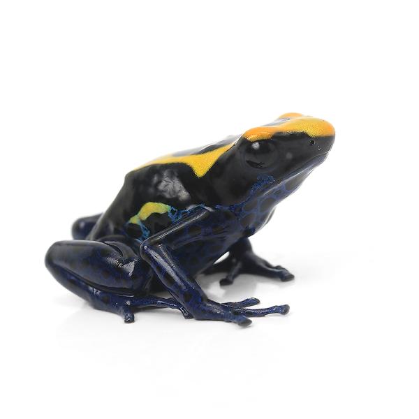 PF_SPQ　カエル　生体　_hachu　sfset　Dendrobatidae　オタマ　両生　両爬生体　亀・爬虫類カエル　amp_Frog　amp_Land_Frog　terra_seitai　kokuubinn_ng　reptile_d...