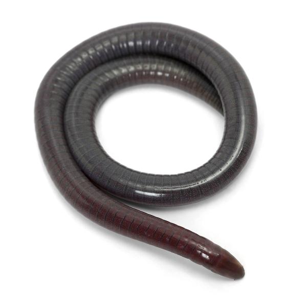 PF_SPQ　Urodela　熱帯魚・エビ他　ザリガニ・その他生体　両爬生体　亀・爬虫類イモリ　amp_Newt　terra_seitai　kokuubinn_ng　イモリ　reptile_databas　3vrTpHZt