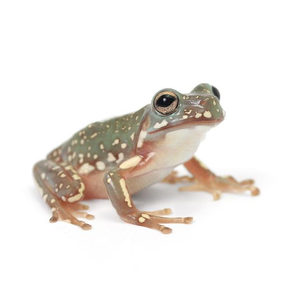 PF_SPQ　カエル　生体　Hylidae　両生　両爬生体　亀・爬虫類カエルmp_Frog　terra_seitaimp_Tree_Frogokuubinn_ng　peroq_s　jduge_s　reptile_databas　amp_Tr...
