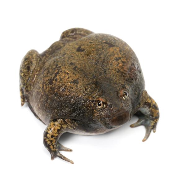 PF_SPQ　カエル　生体　Mycrohilidae　オタマ　両生　両爬生体　amp_Frog　amp_Land_Frog　terra_seitai　kokuubinn_ng　jfhgkam　kaehtu_s　reptile_databas...