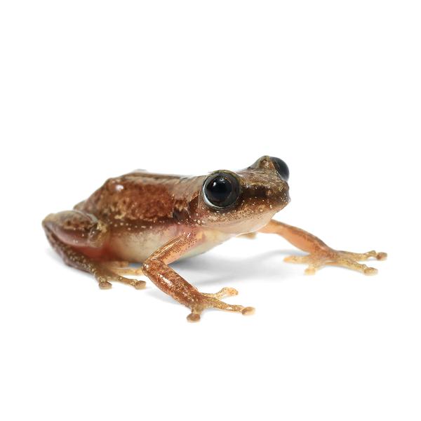 PF_SPQ　カエル　生体　両生　両爬生体　亀・爬虫類　amp_Frog　terra_seitai　kokuubinn_ng　reptile_databas　amp_Tree_Frog　　クサガエル　Ａｆｒｉｘａｌｕｓ　ｄｏｒｓａｌｉｓ　　...