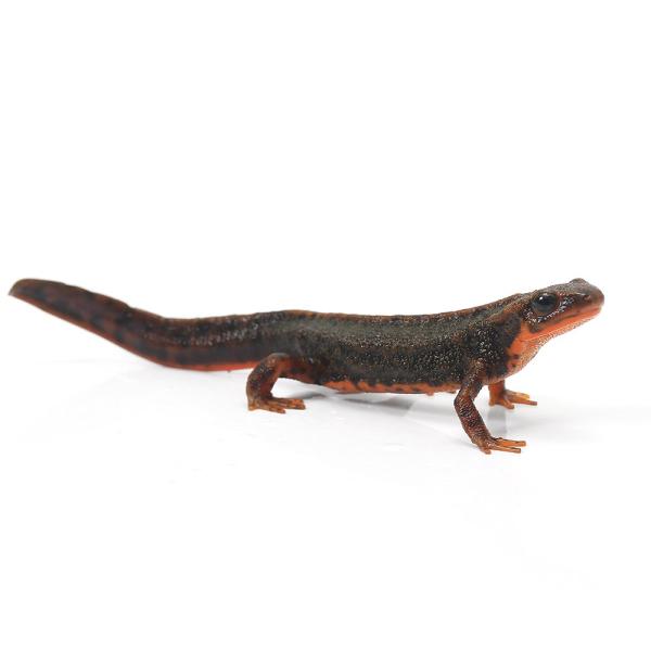 PF_SPQ _kame　Urodela　熱帯魚・エビ他　ザリガニ・その他生体　両爬生体　亀・爬虫類イモリ　amp_Newt　▼アマミシリケンイモリ　terra_seitai　kokuubinn_ng　_hachu　reptile_data...