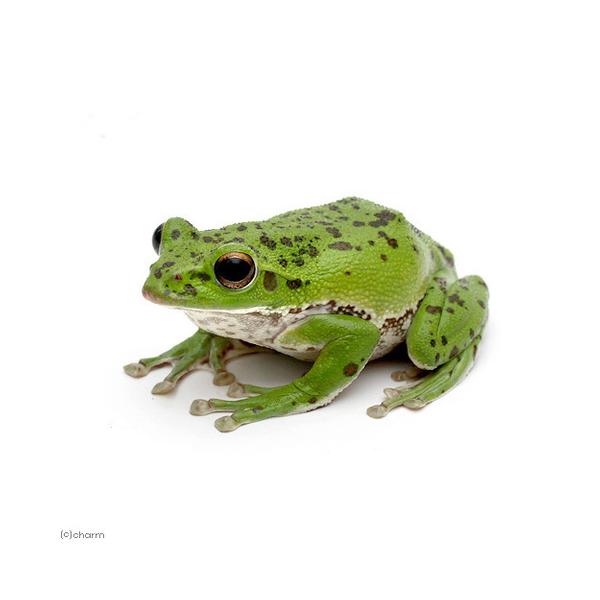 PF_SPQ　Hylidae　カエル　両生　両爬生体　amp_Frog　terra_seitai　モリアオガエル　森青蛙　kokuubinn_ng　R_arboreus　reptile_databas　amp_Land_Frog　20150...