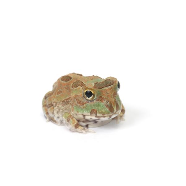 PF_SPQ　　Leptodactylidae　カエル　オタマ　両生　両爬生体　亀・爬虫類　amp_Frog　terra_seitai　ツノガエル　ユビナガガエル　amp_Land_Frog　kokuubinn_ng　reptile_dat...