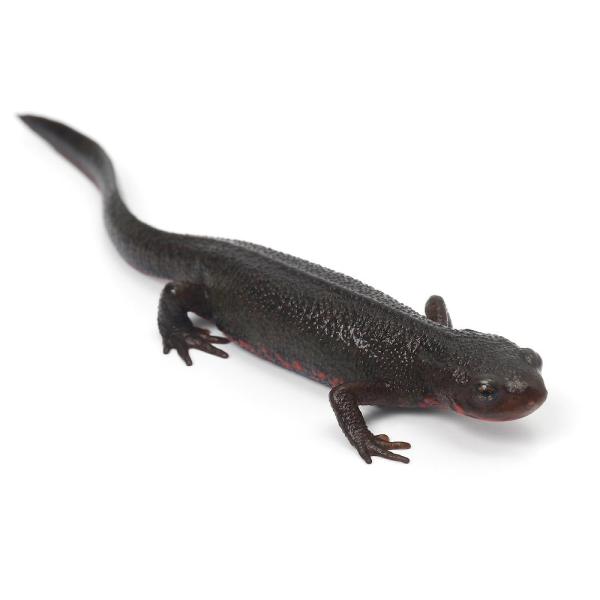 PF_SPQ　_hachu　_kame　_aqua　熱帯魚・エビ他　亀・爬虫類　生体　イモリ　サラマンダー　航空便不可　アカハライモリ　１匹　Urodela　その他　両爬　amp_Newt　▼アカハライモリ　terra_seitai　kok...