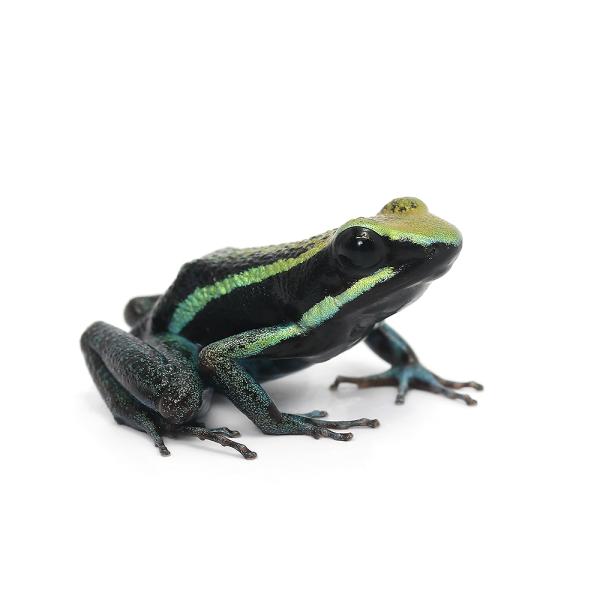 PF_SPQ　カエル　生体　_hachu　sfset　Dendrobatidae　オタマ　両生　両爬生体　亀・爬虫類カエル　amp_Frog　amp_Land_Frog　terra_seitai　kokuubinn_ng　reptile_d...