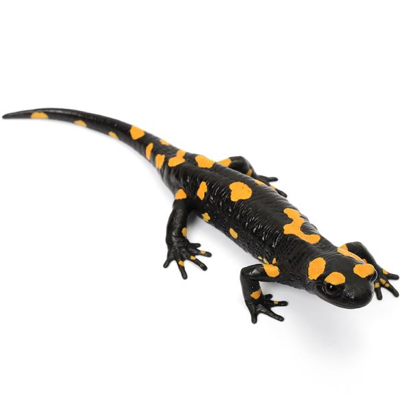 PF_SPQ　Urodela　Salamandridae　両爬生体　亀・爬虫類サラマンダー　amp_Salamander　kokuubinn_ng　reptile_databas　eccentric_amp　20251025　　GI　kai...