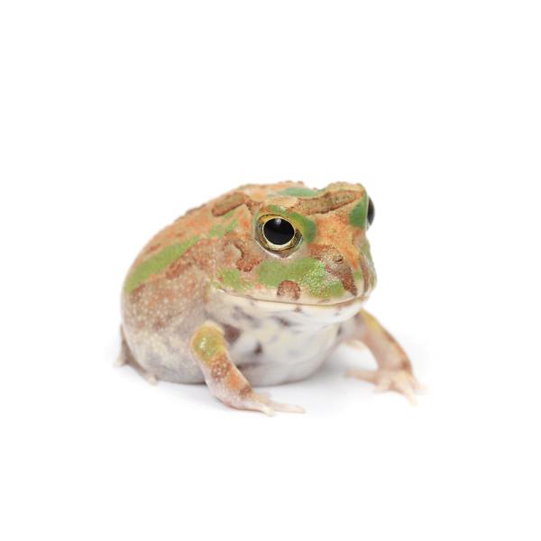 PF_SPQ 　Leptodactylidae　カエル　オタマ　両生　両爬生体　亀・爬虫類　amp_Frog　terra_seitai　ツノガエル　ユビナガガエル　amp_Land_Frog　kokuubinn_ng　reptile_dat...