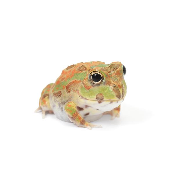 PF_SPQ 　Leptodactylidae　カエル　オタマ　両生　両爬生体　亀・爬虫類　amp_Frog　terra_seitai　ツノガエル　ユビナガガエル　amp_Land_Frog　kokuubinn_ng　reptile_dat...