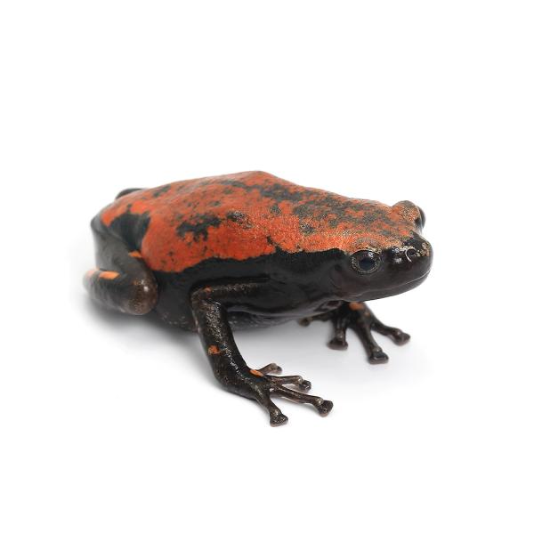 PF_SPQ　sfset　_hachu　Mycrohilidae　カエル　オタマ　両生　両爬生体　amp_Frog　amp_Land_Frog　terra_seitai　kokuubinn_ng　reptile_databas　　GI　Ｐｈ...