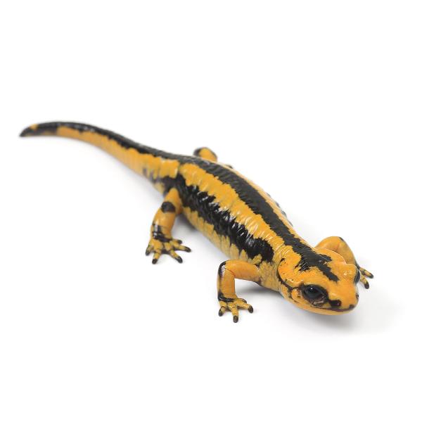 PF_SPQ　Urodela　Salamandridae　両爬生体　亀・爬虫類サラマンダー　イベリアファイアーサラマンダー　Salamandra　alfredschmidti　y26m01　2026zenki　pickup01amph　we...