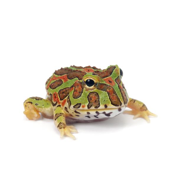 PF_SPQ　Leptodactylidae　カエル　オタマ　両生　両爬生体　亀・爬虫類　チャコガエル　ベルツノ　ハイブリッド　hybrid　amp_Frog　20251122　FI　terra_seitai　wruih89　reptile...