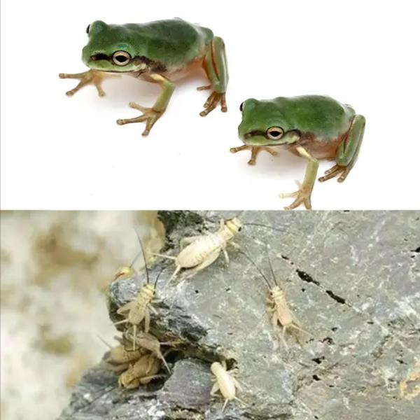 _kame　_aqua　熱帯魚・エビ他　亀・爬虫類　生体　カエル　ミックス　両生　両爬　Ｄｒｙｏｐｈｙｔｅｓ　Japanese　Tree　Frog　イエアメセット　いえあめがえる　イエアメとコオロギ　エサセット　活餌　セット商品　イエアメカ...