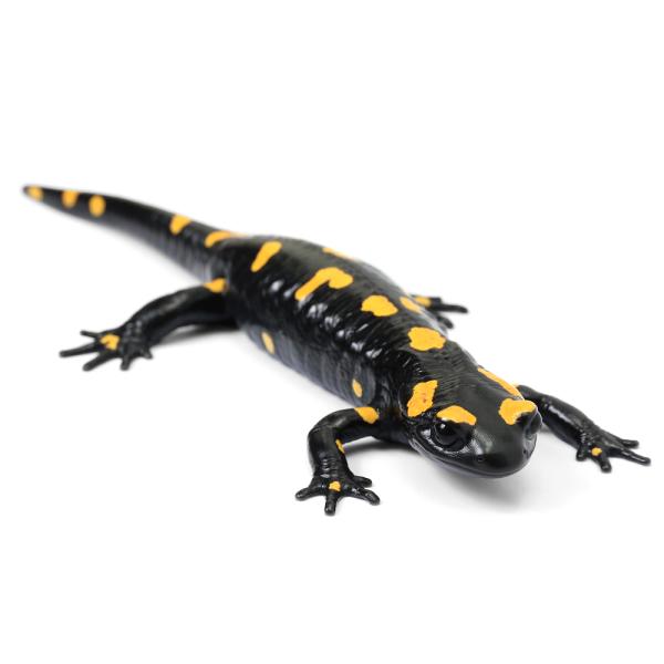 PF_SPQ　Urodela　Salamandridae　両爬生体　亀・爬虫類サラマンダー　有尾類　ムジハラファイア　20260120　y26m01　2026zenki　tyamano