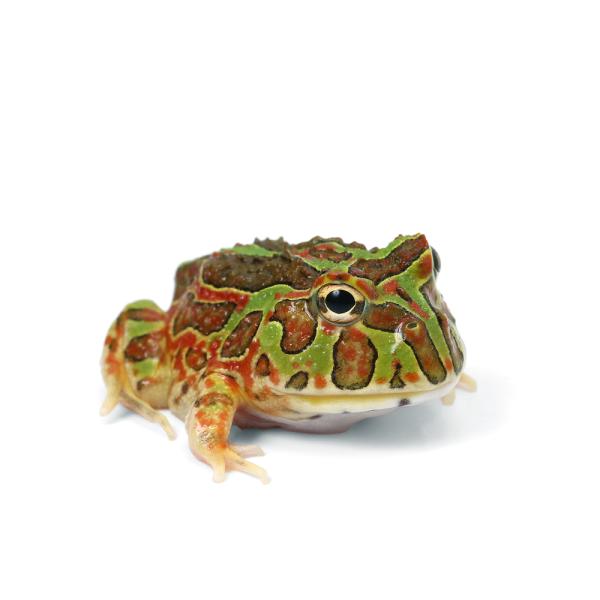 PF_SPQ　Leptodactylidae　カエル　オタマ　両生　両爬生体　亀・爬虫類　チャコガエル　ベルツノ ハイブリッド　hybrid　チャコルツノ　チャコルツノガエル　2026zenki y2026m01 tyamano　weekl...