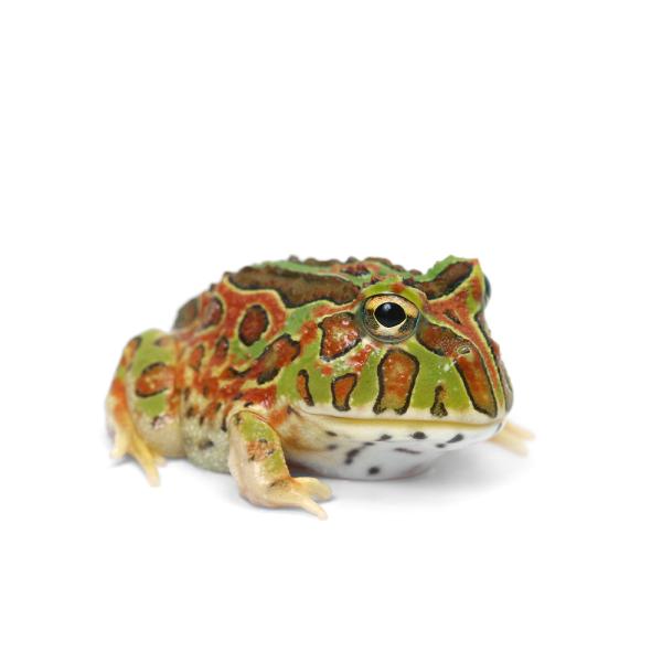 PF_SPQ　Leptodactylidae　カエル　オタマ　両生　両爬生体　亀・爬虫類　チャコガエル　ベルツノ ハイブリッド　hybrid　チャコルツノ　チャコルツノガエル　2026zenki y2026m01 tyamano