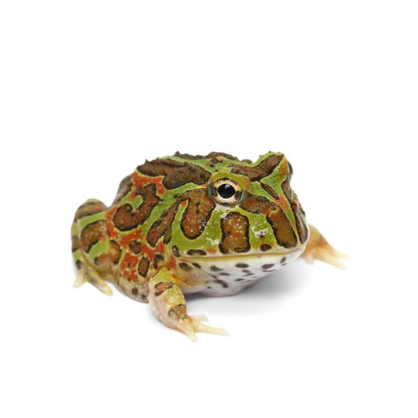 PF_SPQ　Leptodactylidae　カエル　オタマ　両生　両爬生体　亀・爬虫類　チャコガエル　ベルツノ ハイブリッド　hybrid　チャコルツノ　チャコルツノガエル　2026zenki y2026m01 tyamano　weekl...