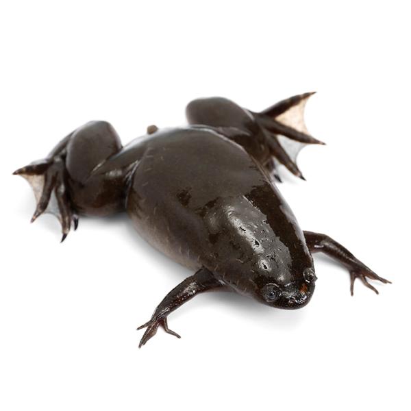 PF_SPQ　_kame　muryotassei_800_899　亀・爬虫類　生体　カエル　ヒメツメガエル　Leptocactylidae　両生　amp_Frog　terra_seitai　両爬　両生類生体　ツメガエル　ツメカエル　熱帯ツメ...