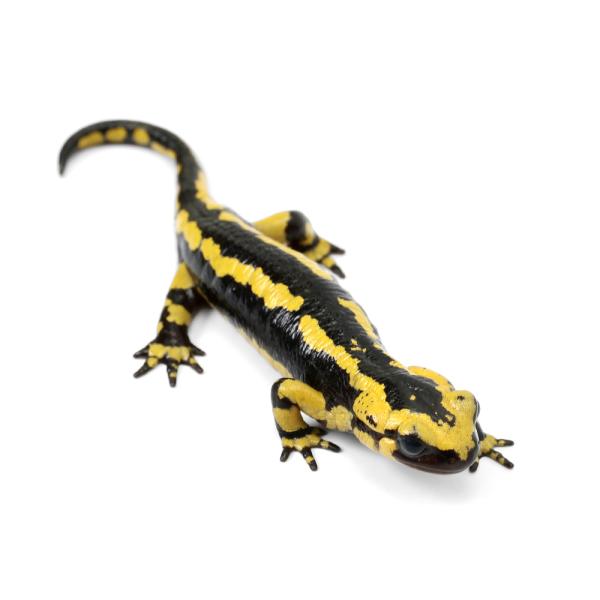 PF_SPQ　両爬生体　亀・爬虫類サラマンダー　一点　有尾　有尾類　ファイアサラマンダー　ファイアーサラマンダー　テレストリス　ファイヤーサラマンダー　イモリ　両生類生体　フレンチサラマンダー　フランスサラマンダー　キスジファイヤサラマンダ...