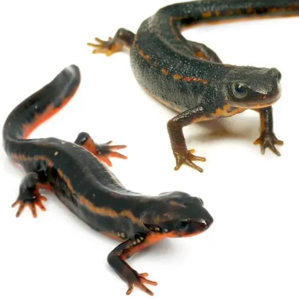 PF_SPQ　_hachu　_kame　_aqua　熱帯魚・エビ他　亀・爬虫類　生体　イモリ　サラマンダー　航空便不可　アカハライモリ　１匹　Urodela　その他　両爬　amp_Newt　▼アカハライモリ　terra_seitai　kok...