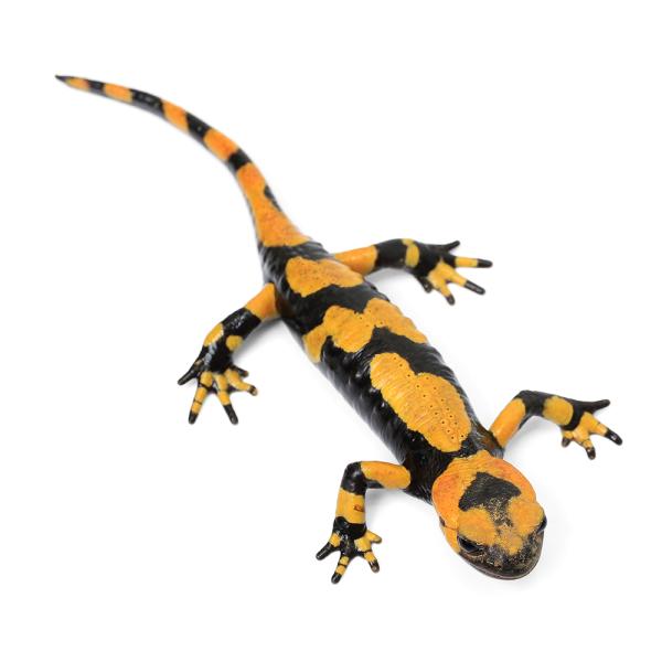 PF_SPQ　両爬生体　亀・爬虫類サラマンダー　一点　有尾　有尾類　ファイアサラマンダー　ファイアーサラマンダー　テレストリス　ファイヤーサラマンダー　イモリ　両生類生体　フレンチサラマンダー　フランスサラマンダー　キスジファイヤサラマンダ...