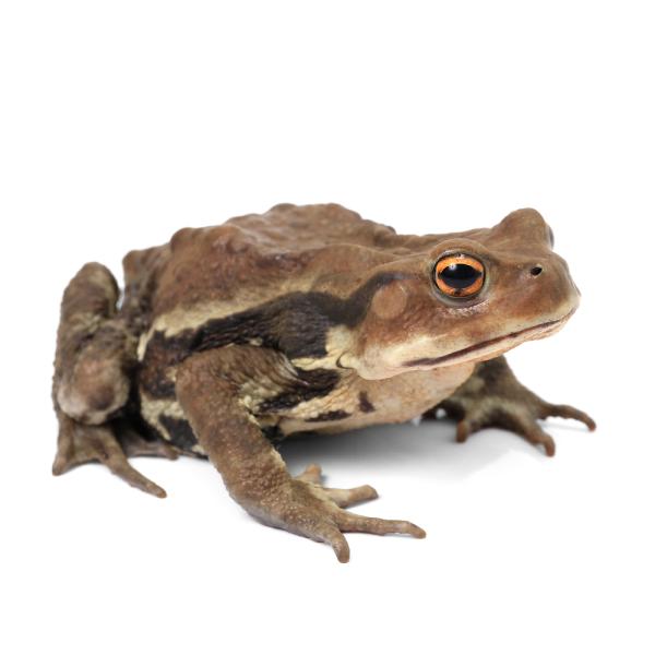 PF_SPQ　カエル　生体　Mycrohilidae　両生　両爬生体　amp_Frog　amp_Land_Frog　terra_seitai　kokuubinn_ng　１匹　アズマヒキガエル　ガマガエル　東ひき蛙　東蟇蛙　東蟾蜍　GI　爬虫...