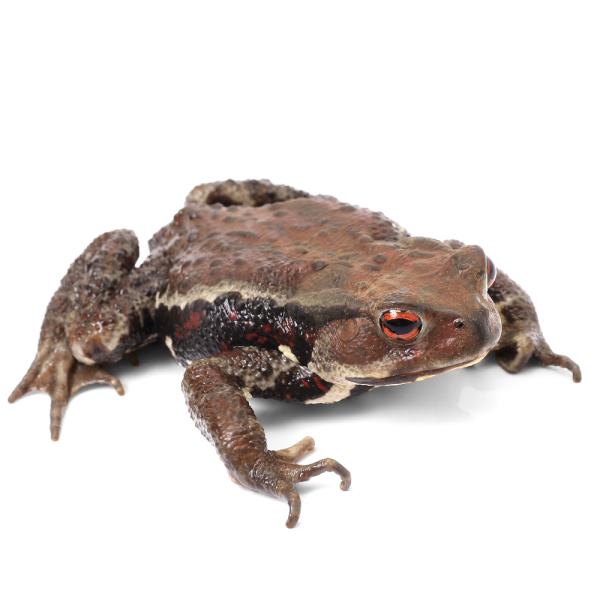 PF_SPQ　カエル　生体　Mycrohilidae　両生　両爬生体　amp_Frog　amp_Land_Frog　terra_seitai　kokuubinn_ng　１匹　アズマヒキガエル　ガマガエル　東ひき蛙　東蟇蛙　東蟾蜍　GI　爬虫...