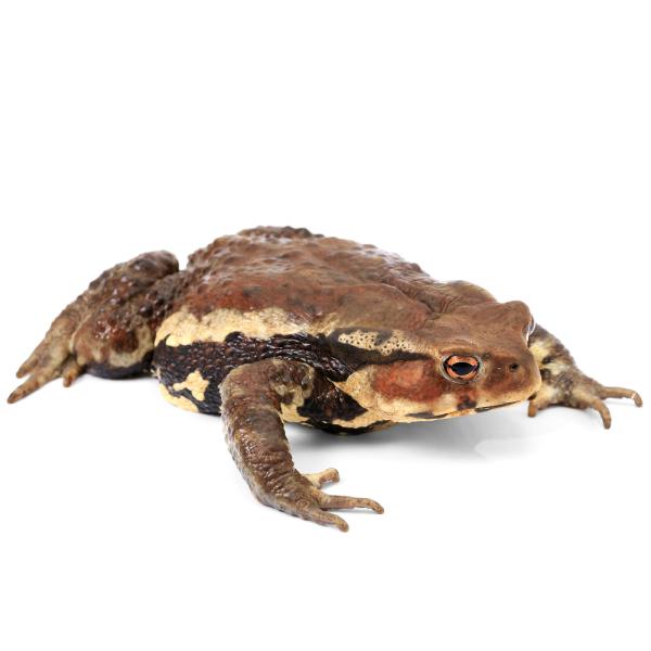 PF_SPQ　カエル　生体　Mycrohilidae　両生　両爬生体　amp_Frog　amp_Land_Frog　terra_seitai　kokuubinn_ng　１匹　アズマヒキガエル　ガマガエル　東ひき蛙　東蟇蛙　東蟾蜍　GI　爬虫...