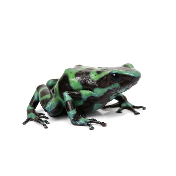 PF_SPQ　sfset　_hachu　Dendrobatidae　カエル　オタマ　両生　両爬生体　亀・爬虫類カエル　amp_Frog　amp_Land_Frog　terra_seitai　kokuubinn_ng　reptile_data...