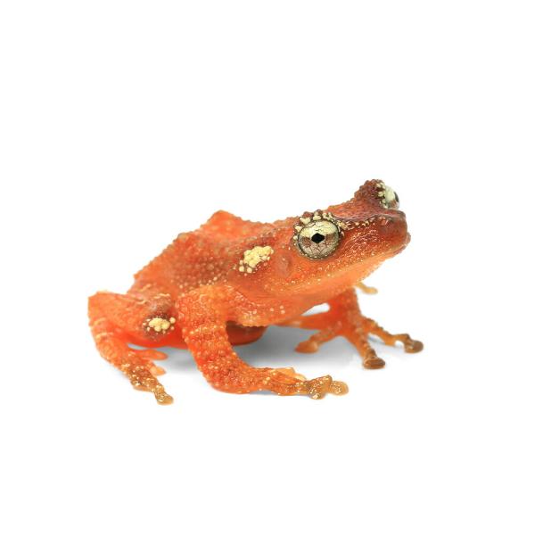 PF_SPQ　カエル　生体　亀・爬虫類　Hylidae　オタマ　両生　両爬生体　amp_Frog　terra_seitai　Nyctixalus margaritifer　スパイニーパールアイツリーフロッグ　カザリシンジュメキガエル　シンジ...