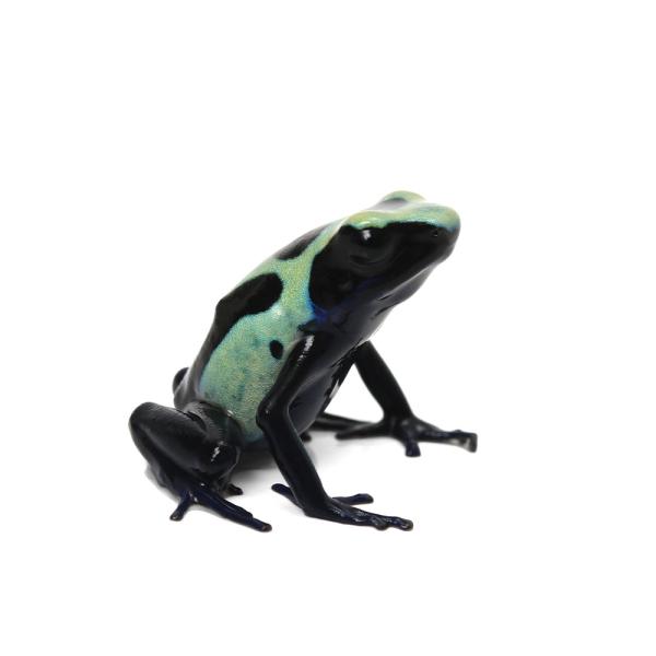 PF_SPQ　カエル　生体　_hachu　sfset　Dendrobatidae　オタマ　両生　両爬生体　亀・爬虫類カエル　amp_Frog　amp_Land_Frog　terra_seitai　kokuubinn_ng　reptile_d...