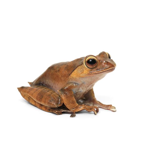 PF_SPQ　Hylidae　カエル　オタマ　両生　両爬生体　亀・爬虫類カエル　amp_Frog　terra_seitai　kokuubinn_ng　amp_Tree_Frog　Boophis madagascariensis　202603...