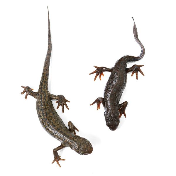 PF_SPQ　Urodela　熱帯魚・エビ他　ザリガニ・その他生体　両爬生体　亀・爬虫類イモリ　アカハライモリ　terra_seitai　kokuubinn_ng　reptile_databas　Ｃｙｎｏｐｓ　ｐｙｒｒｈｏｇａｓｔｅｒ　赤　...