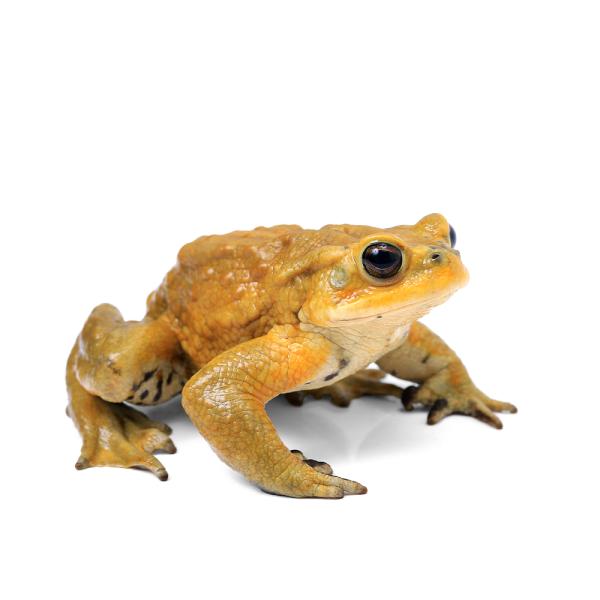 PF_SPQ　Mycrohilidae　カエル　オタマ　両生　両爬生体　amp_Frog　amp_Land_Frog　terra_seitai　ミヤコ　南大東島　ミヤコヒキガエル　宮古ひき蛙　宮古蟇蛙　宮古蟾蜍　peroq_s　erepu_...