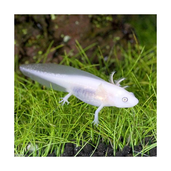 PF_SPQ　muryotassei_800_899　_kame　Urodela　その他生体　両爬生体　amp_Newt　terra_seitai　kokuubinn_ng　爬虫類　水棲　reptile_databas　kaijyo　チャー...