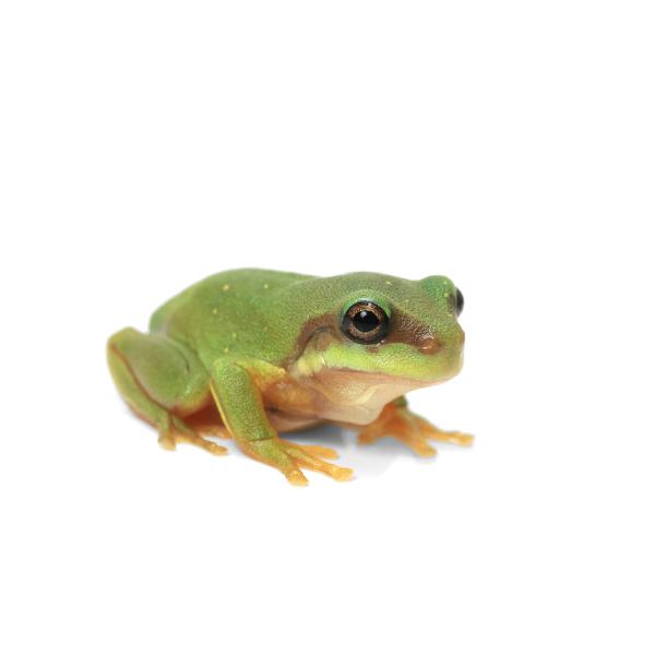 PF_SPQ　Hylidae　カエル　両生　両爬生体　亀・爬虫類カエルmp_Frog　両生類生体　ズキンアマガエル　ズキンガエル　頭巾アメガエル　頭巾　マグニフィセント　マグニフィセントツリーフロッグ　マグニフィセントアメガエル　イエアメガ...