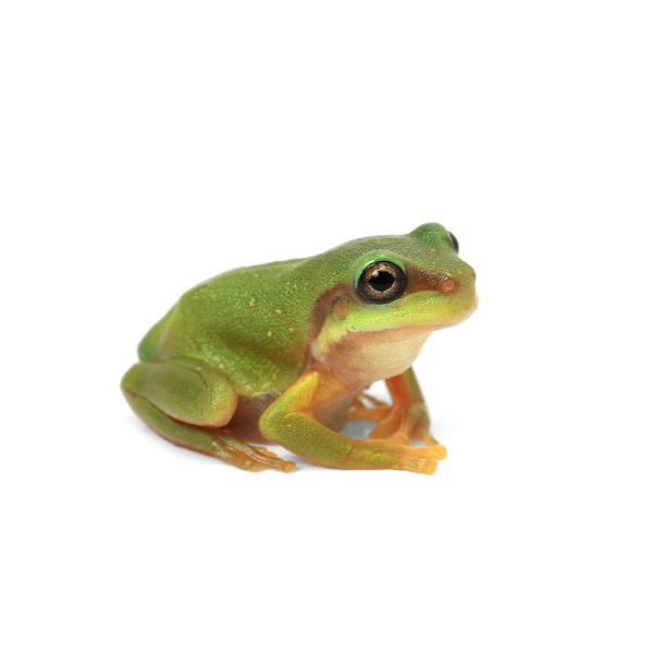 PF_SPQ　Hylidae　カエル　両生　両爬生体　亀・爬虫類カエルmp_Frog　両生類生体　ズキンアマガエル　ズキンガエル　頭巾アメガエル　頭巾　マグニフィセント　マグニフィセントツリーフロッグ　マグニフィセントアメガエル　イエアメガ...