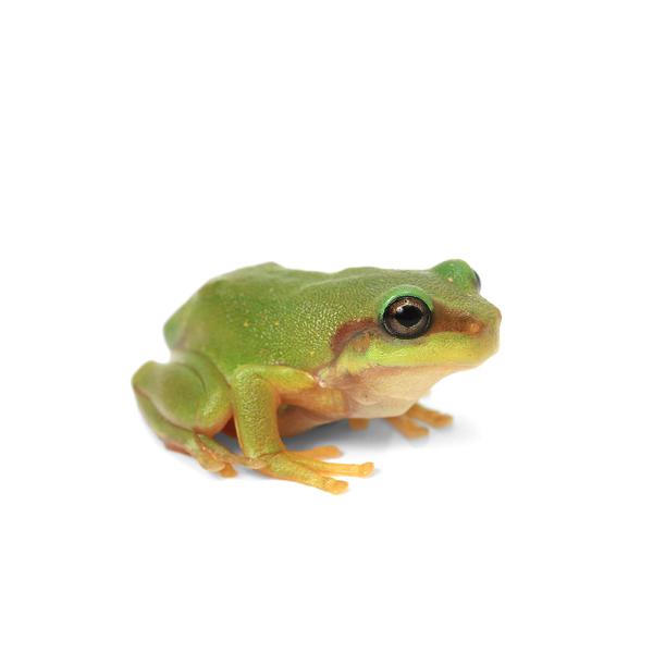 PF_SPQ　Hylidae　カエル　両生　両爬生体　亀・爬虫類カエルmp_Frog　両生類生体　ズキンアマガエル　ズキンガエル　頭巾アメガエル　頭巾　マグニフィセント　マグニフィセントツリーフロッグ　マグニフィセントアメガエル　イエアメガ...