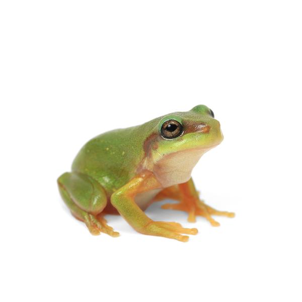 PF_SPQ　Hylidae　カエル　両生　両爬生体　亀・爬虫類カエルmp_Frog　両生類生体　ズキンアマガエル　ズキンガエル　頭巾アメガエル　頭巾　マグニフィセント　マグニフィセントツリーフロッグ　マグニフィセントアメガエル　イエアメガ...