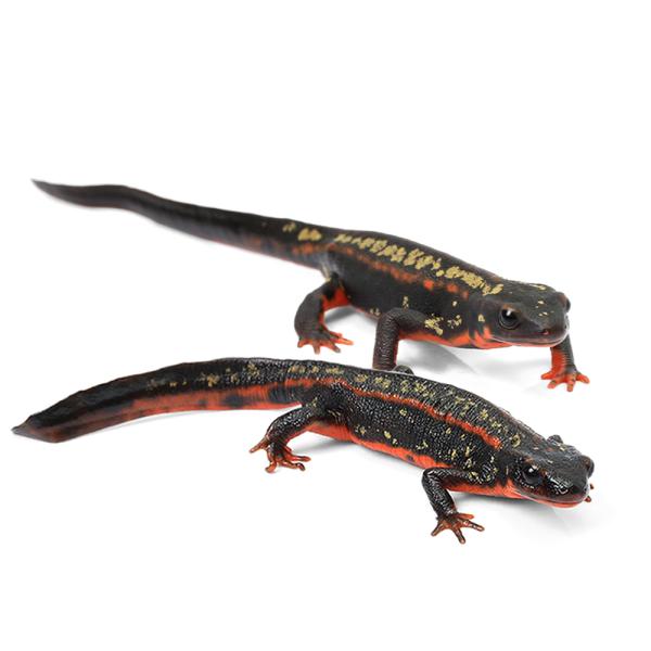 Urodela　熱帯魚・エビ他　ザリガニ・その他生体　両爬生体　amp_Newt　オキナワシリケンイモリ　terra_seitai　kokuubinn_ng　爬虫類　いってんもの　金箔オキナワシリケンイモリ　金箔　金　シリケン　オキナワシリ...