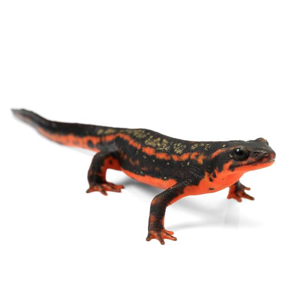 Urodela　熱帯魚・エビ他　ザリガニ・その他生体　両爬生体　amp_Newt　オキナワシリケンイモリ　terra_seitai　kokuubinn_ng　爬虫類　いってんもの　金箔オキナワシリケンイモリ　金箔　金　シリケン　オキナワシリ...