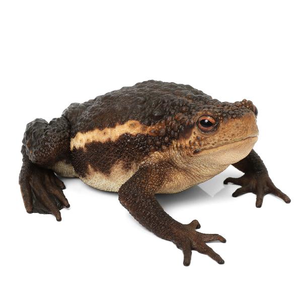 PF_SPQ　Mycrohilidae　カエル　オタマ　両生　両爬生体　amp_Frog　amp_Land_Frog　ヨリハナガマ　ガマガエル　ヒキガエル　水ヒキガエル　ミズヒキガエル　20260316　2026zenki　ｙ26ｍ03　T...