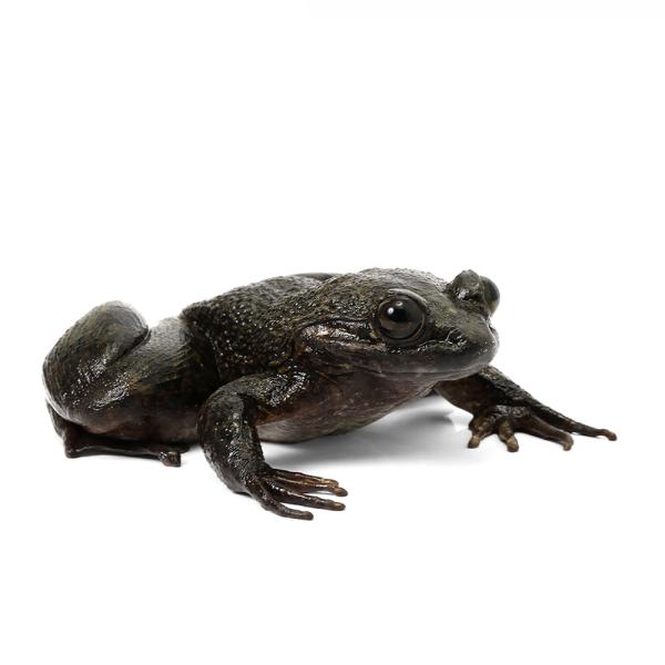 PF_SPQ　　カエル　両生　両爬生体　亀・爬虫類カエル　ゴライアス　ゴライアスガエル　世界最大のカエル　大きいカエル　でかい　大きい　2026zenki 26ym03　20260324　TFuji