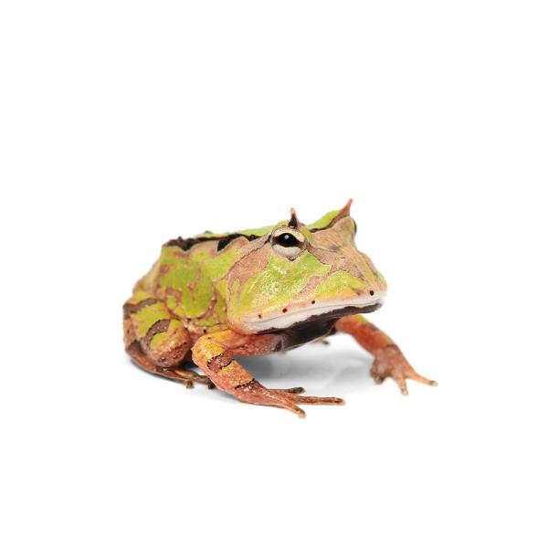 Leptocactylidae　カエル　両生　両爬生体　亀・爬虫類　ツノガエル　アマツノ　アマゾンツノカエル　一点物　いってんもの　2026zenki　20260326　ｙ26ｍ04　ＴＦｕｊｉ　weeklyryouha　irupaqtok...