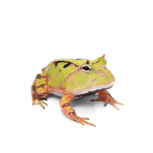 Leptocactylidae　カエル　両生　両爬生体　亀・爬虫類　ツノガエル　アマツノ　アマゾンツノカエル　一点物　いってんもの　2026zenki　20260326　ｙ26ｍ04　ＴＦｕｊｉ　weeklyryouha　irupaqtok...