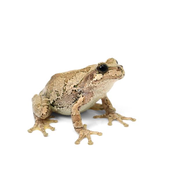 PF_SPQ　_kame　_aqua　熱帯魚・エビ他　亀・爬虫類　生体　カエル　ミックス　両生　両爬　ニホンアマガエル　日本雨蛙　Ｈｙｌａ　ｊａｐｏｎｉｃａ　アマガエル　amp_Frog　muryotassei_800_899　_hachu...