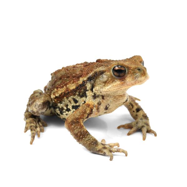 PF_SPQ　Mycrohilidae　カエル　オタマ　両生　両爬生体　amp_Frog　amp_Land_Frog　terra_seitai　ミヤコ　南大東島　ミヤコヒキガエル　宮古ひき蛙　宮古蟇蛙　宮古蟾蜍　peroq_s　erepu_...